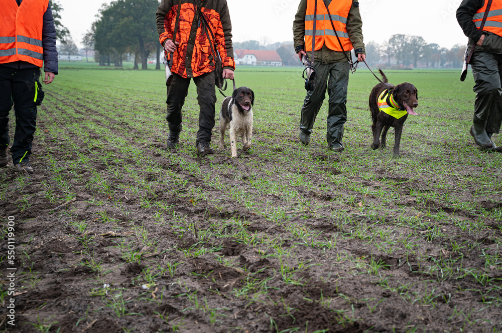 Jagdhunde angeleint bei ihren Jägern, begleiten die Jagd auf einem Feld ...