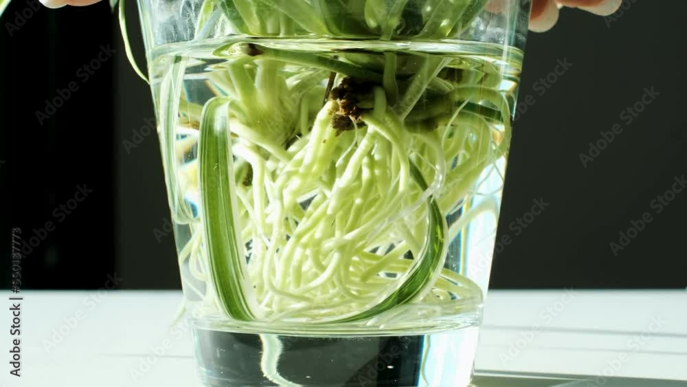 Water propagation for indoor plants. Green houseplant growing roots in ...