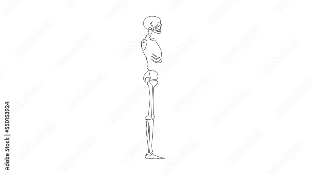 Self drawing animation of single line draw side view full anatomical ...
