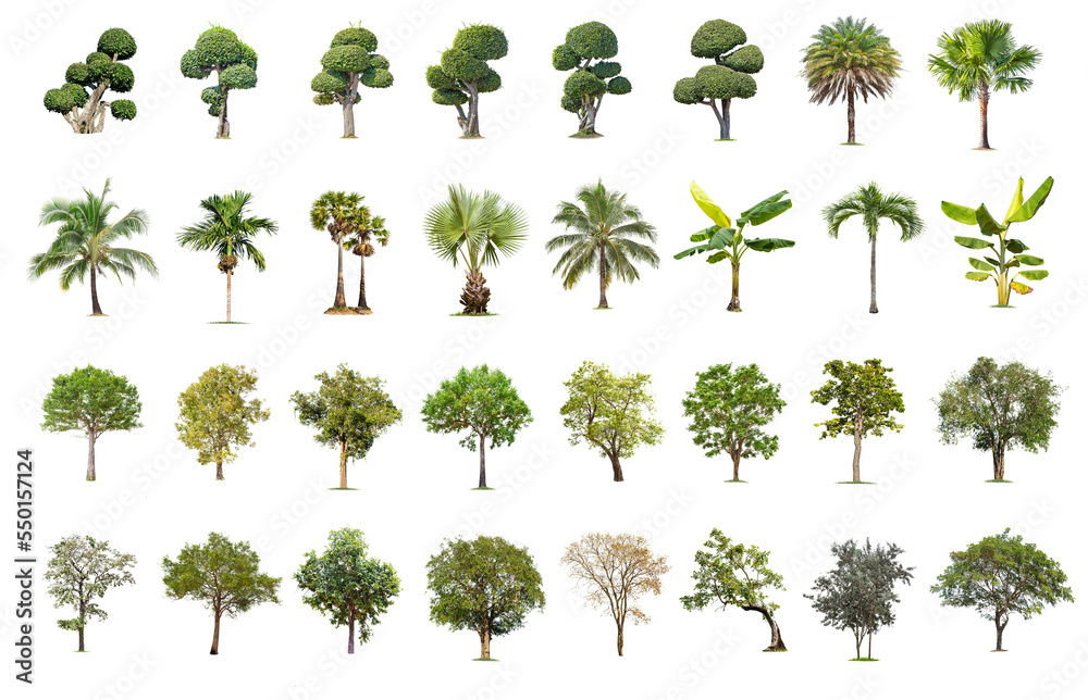 Tako trees bending.Isolated tree on white background , The collection ...