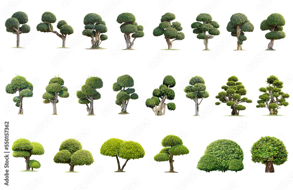 Tako trees bending.Isolated tree on white background , The collection ...