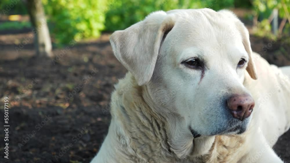 fawn labrador lies on the ground in spring. the dog is hot. the pet ...