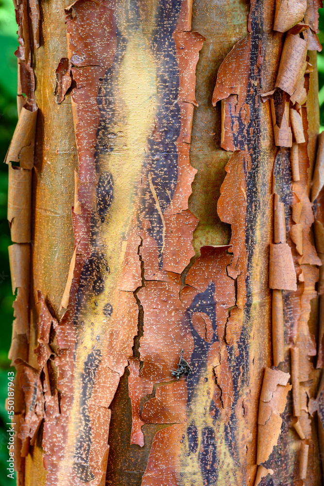 Closeup of the color and texture of the trunk of a Paperbark Maple tree ...