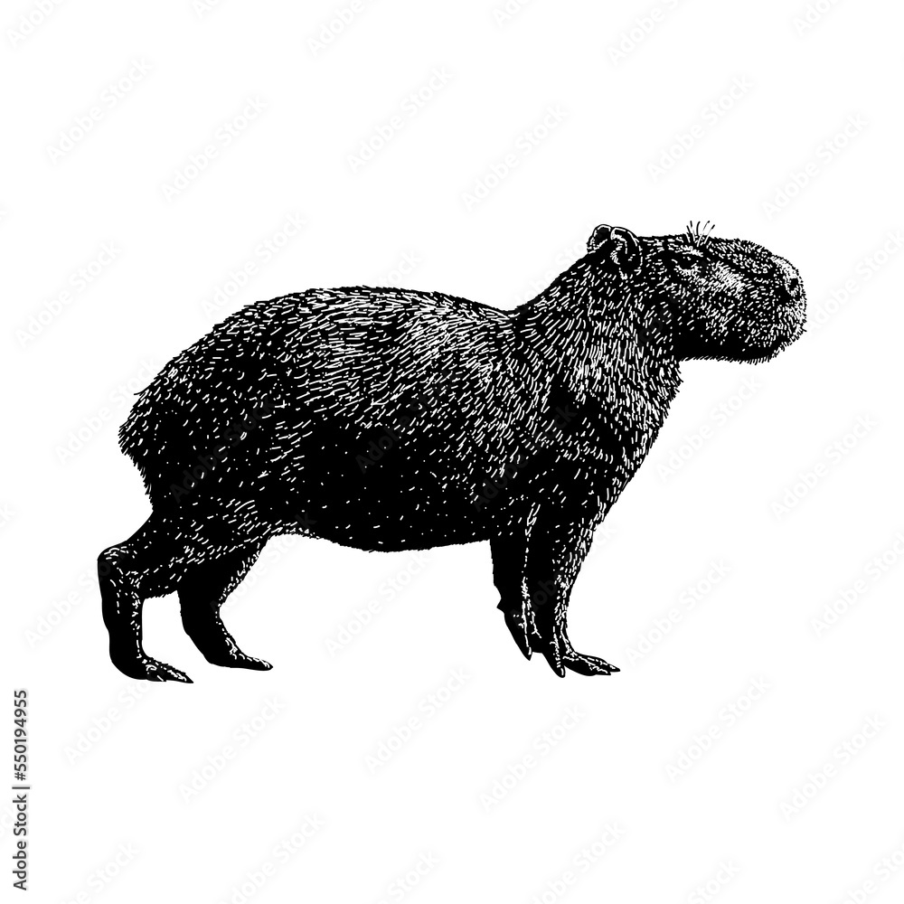 Capybara hand drawing vector illustration isolated on background. Stock ...