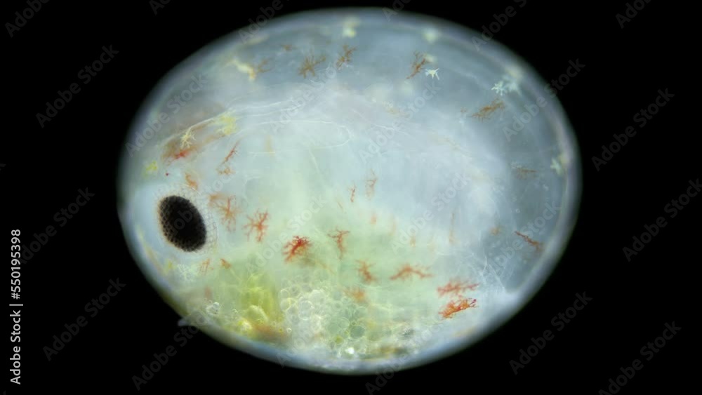 Shrimp egg Neocaridina heterpoda with embryos inside under microscope ...