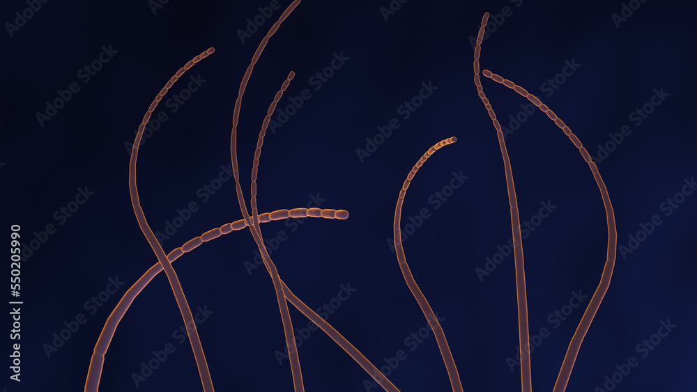 Photo Thiomargarita magnifica, the largest bacteria to have been ...