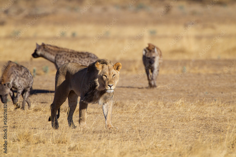 Spotted Hyena chase off Lions at a waterhole in the Kgalagadi in South ...