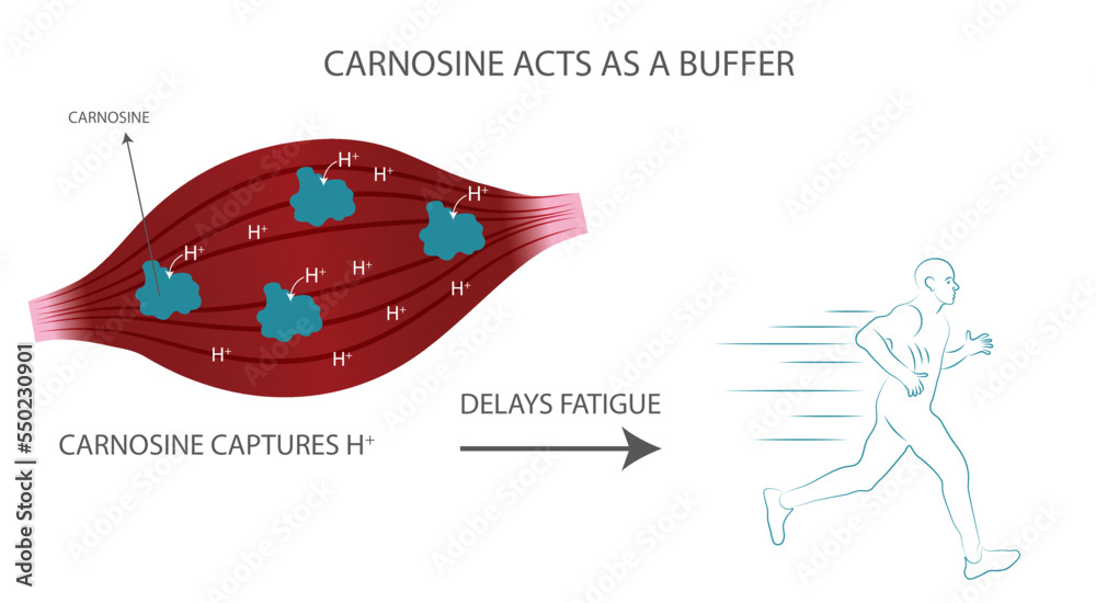 Infographic of how beta-alanine acts in muscles when carnosine is ...