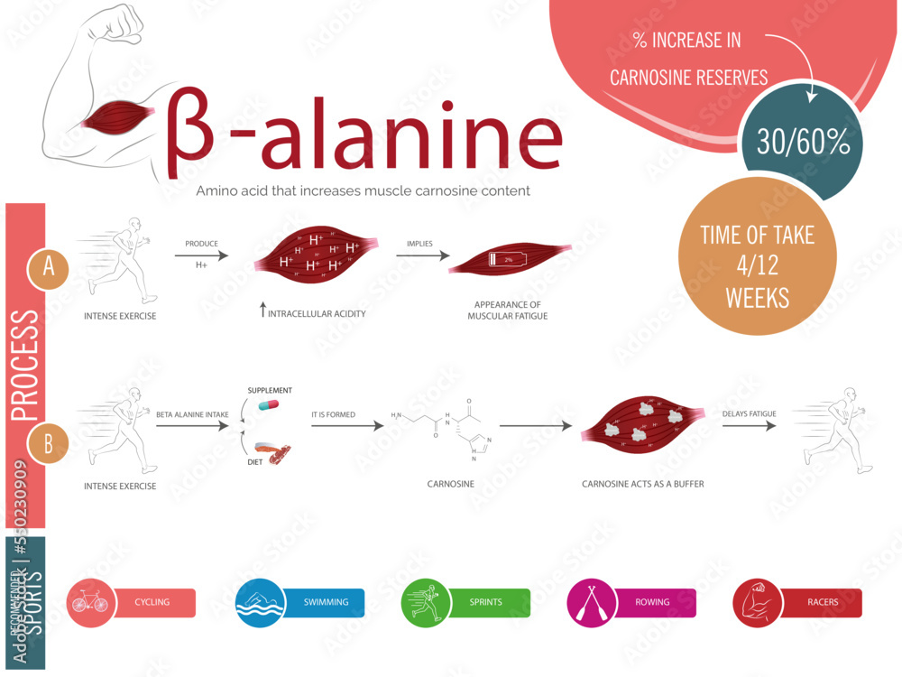 Infographic of how beta-alanine acts in muscles when carnosine is ...