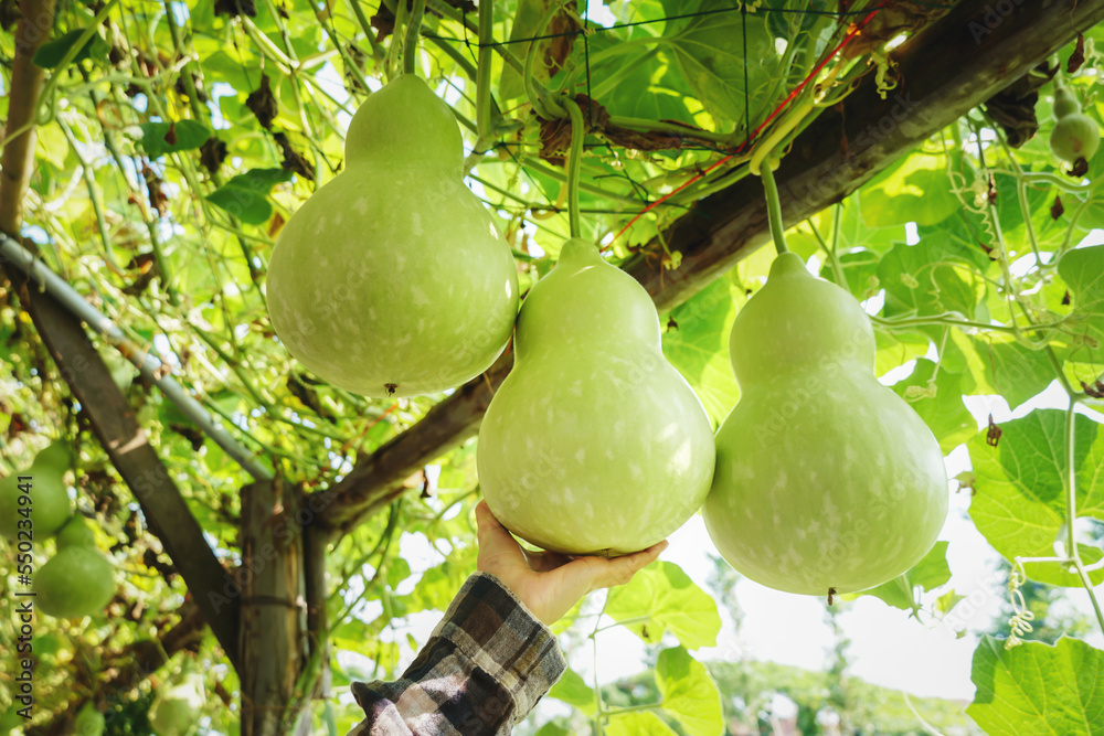 Woman picking fresh Big Bottle gourd tree from a tree. farmer producer ...