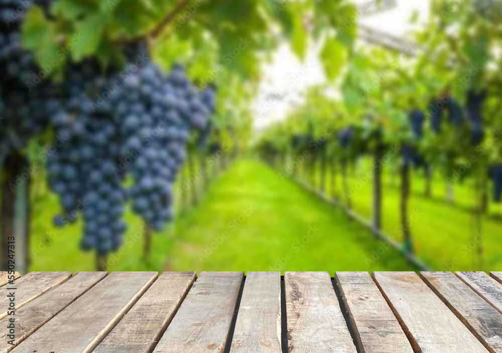 Wooden table top on blur grape field background in daytime.Harvest rice ...