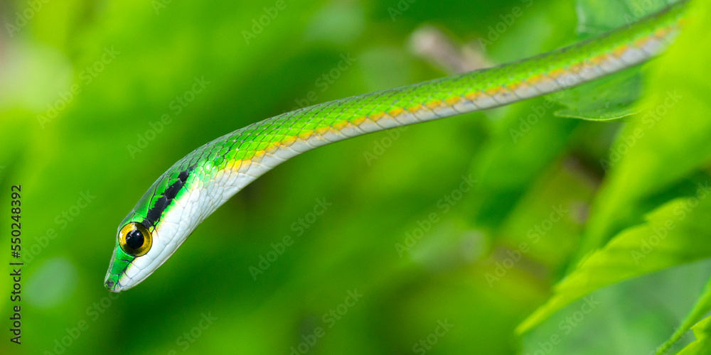 Parrot snake, Satiny Parrot Snake, Leptophis depressirostris, Tropical ...