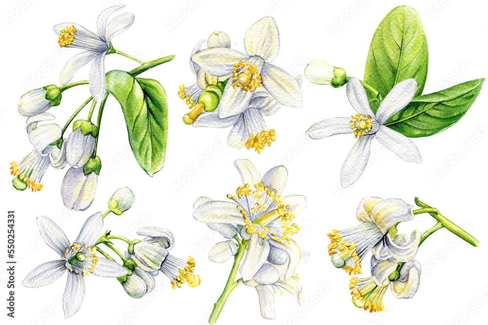 Realistic white lemon flowers illustration. Citrus flower set isolated ...