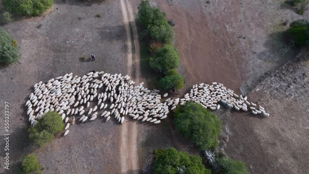 Flock of sheep with mastiff dogs to protect them from wolves. Aerial ...