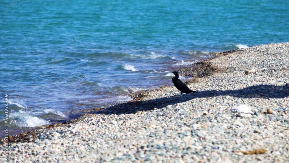 Limnology, lake hydrology. Lake Baikal carmorant shore. The world's ...