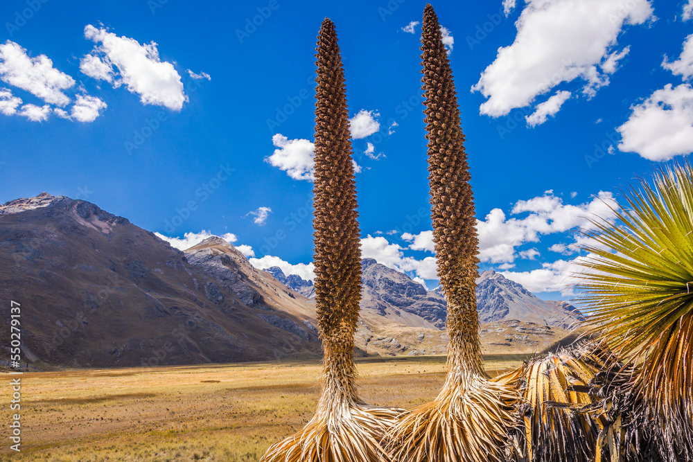 Puya de Raimondi Field and Valley of Carpa, Cordillera Blanca, Andes ...