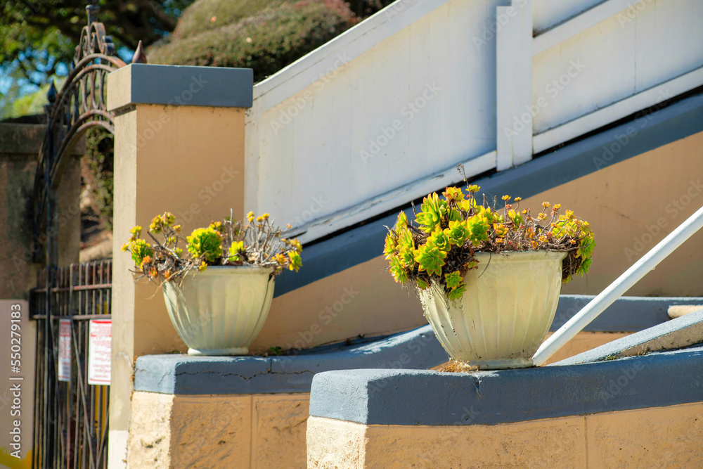 Twin potted plants with yellow flowers on the side hand rails of a set ...