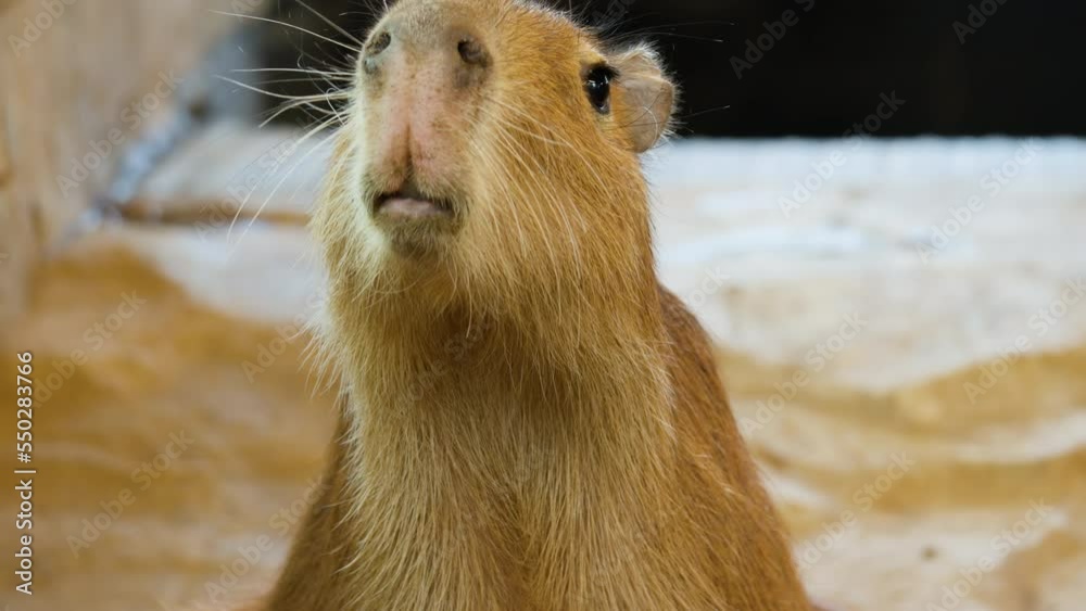 Capybara (Hydrochoerus Hydrochaeris) Showing Teeth and Flapping Ears at ...