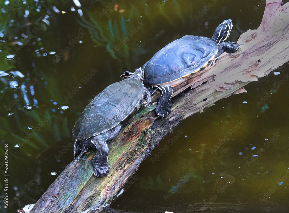 Two turtles in a pond Stock Photo | Adobe Stock