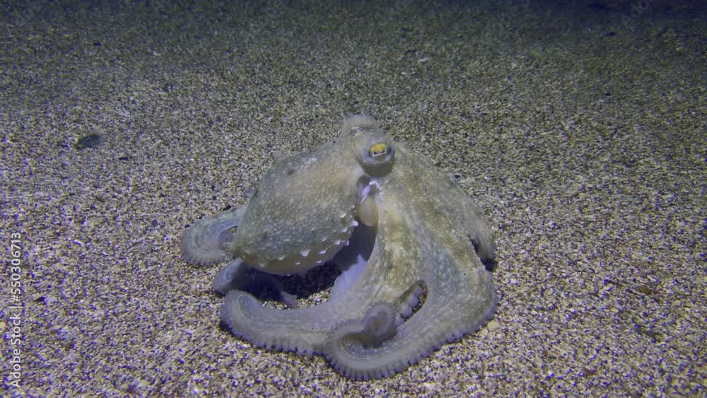 Underwater Scene: Common octopus (Octopus vulgaris) moves along a sandy ...