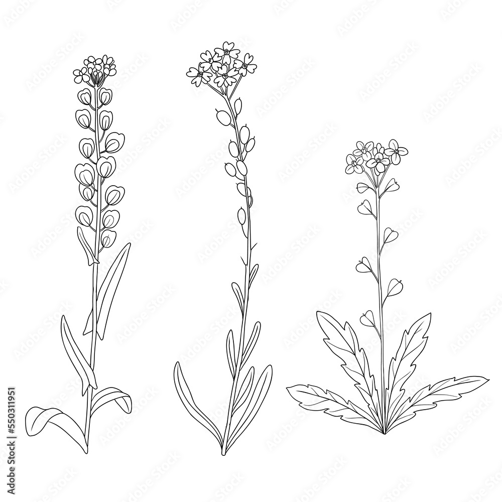 sketch of flowers, hoary alyssum, field pennycress and shepherd's purse ...