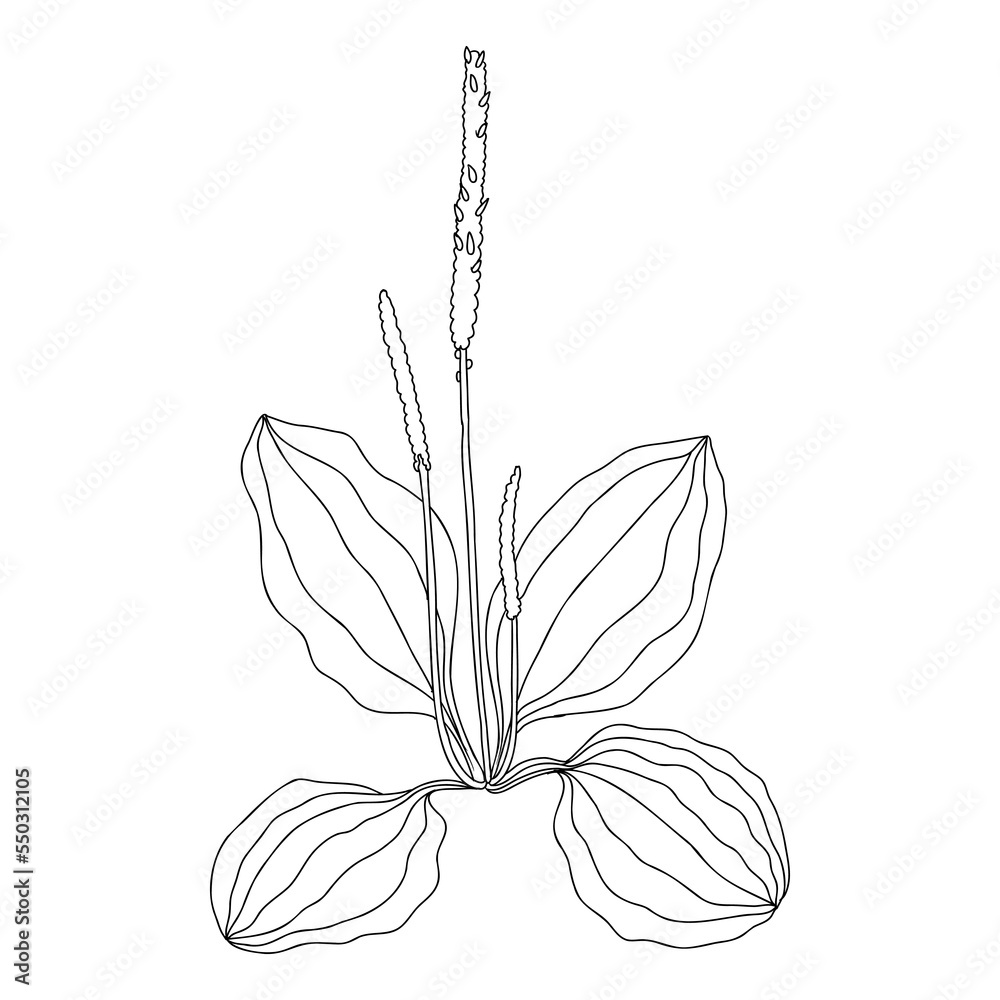 broadleaf plantain, Plantago major, vector drawing wild plant isolated ...