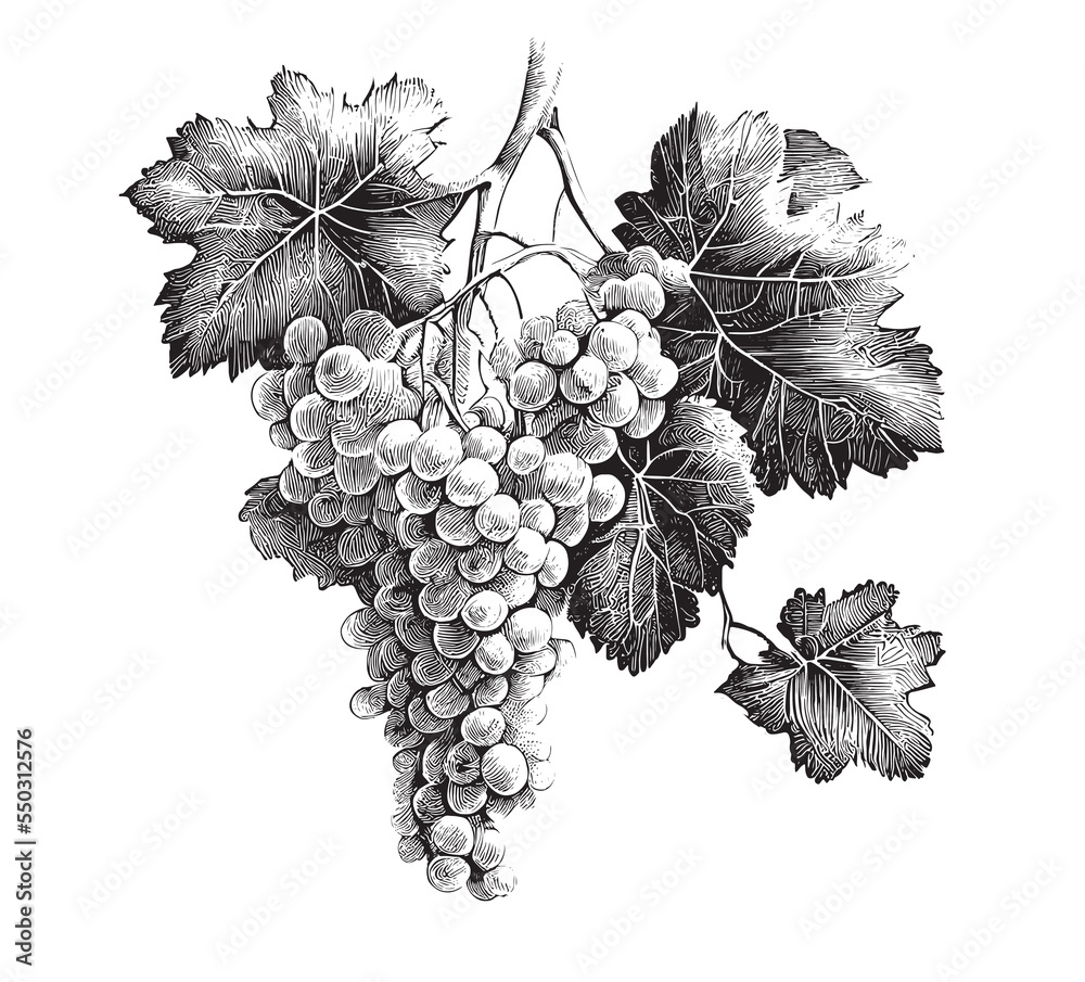 Bunch of grapes sketch hand drawn engraved style Vector illustration ...