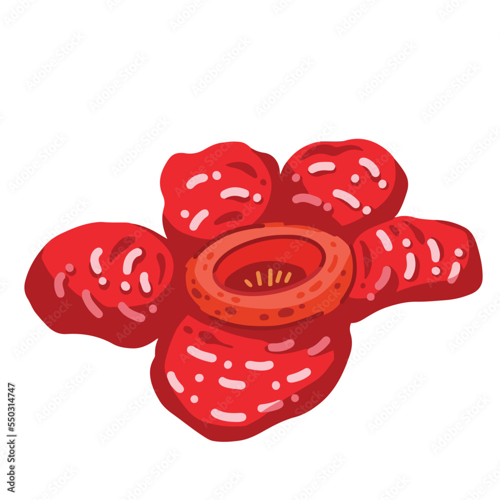 Rafflesia arnoldii big flora flower colored vector illustration ...