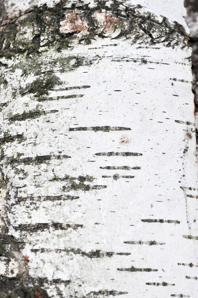 Birch texture, silver birch timber, stack of silver birch (wood) betula ...