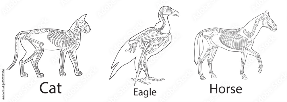 Horse, eagle, cat skeletal systems on a white background sketch hand ...