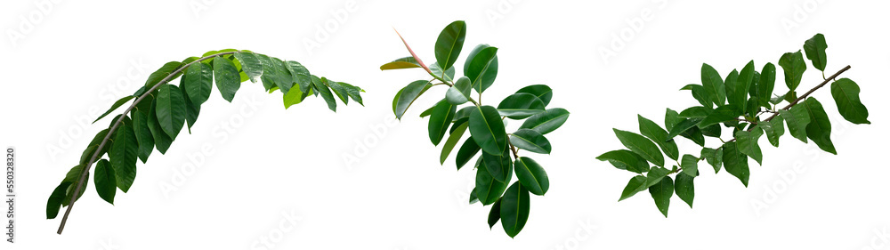 Plant leaves Green nature Tropical forest isolated on transparent ...