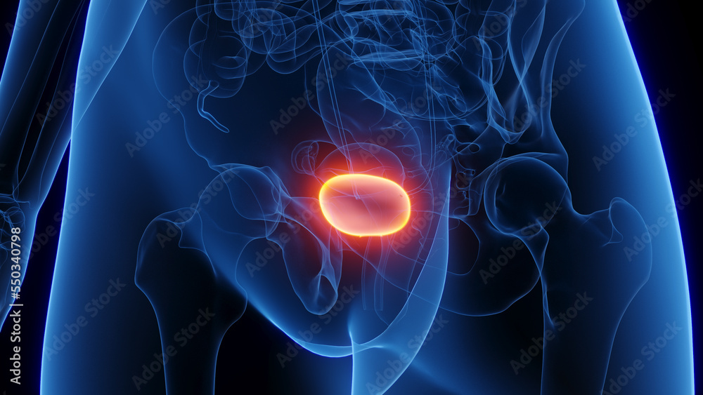 3d rendered medical illustration of a woman's urinary bladder Stock ...