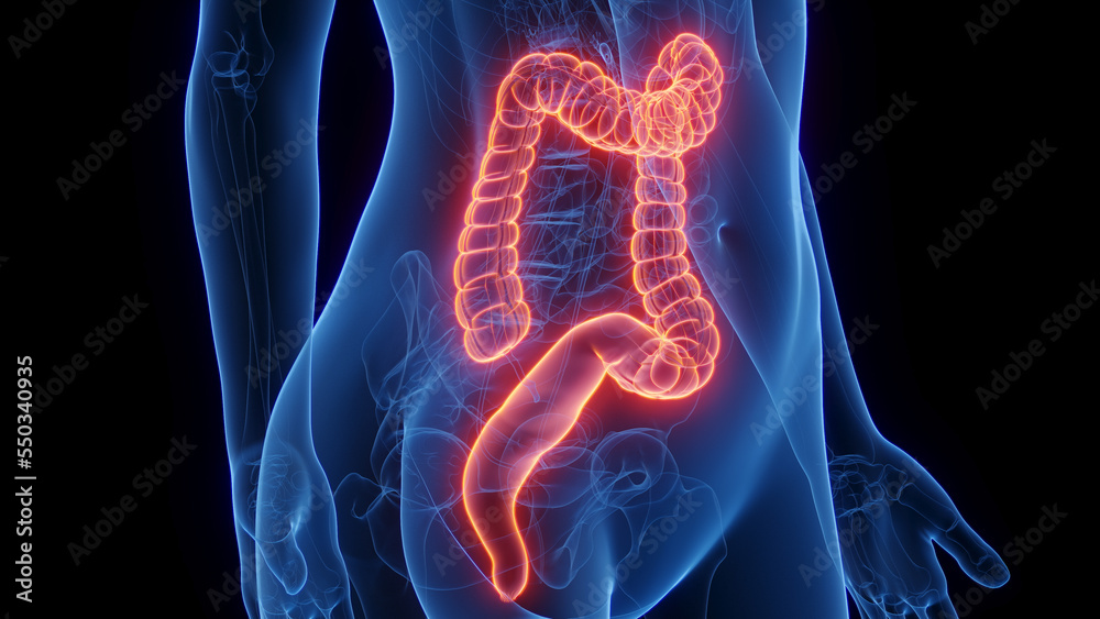 3d rendered medical illustration of a woman's large intestine Stock ...