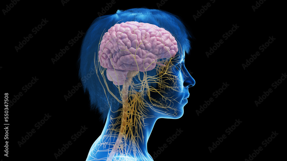 Central Nervous System Brain 3d