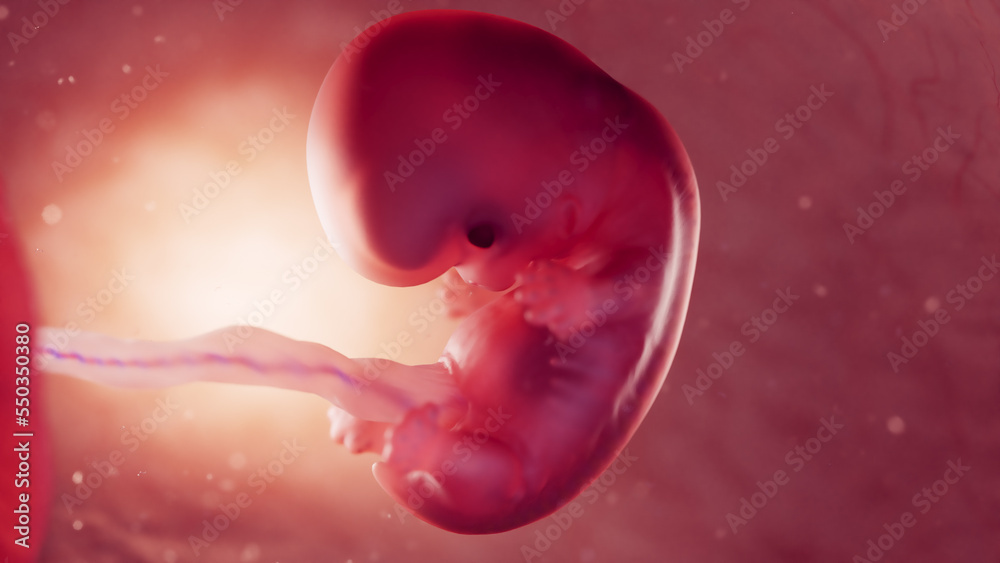 3d rendered medical illustration of a fetus at 8 weeks old Stock ...