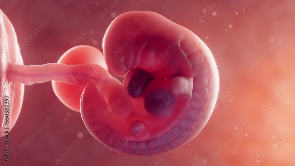 3d rendered medical illustration of a developing embryo in the womb ...