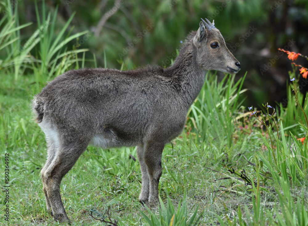 Nilgiri tahr calf, Nilgiri tahr, wild goat kid Stock Photo | Adobe Stock