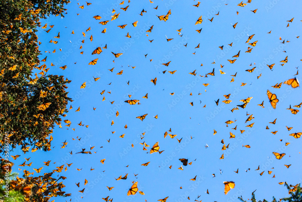 Monarch butterflies (Danaus plexippus) are flying on the background of ...