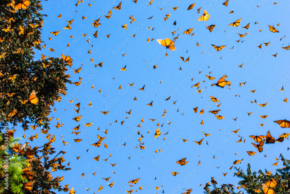 Monarch butterflies (Danaus plexippus) are flying on the background of ...