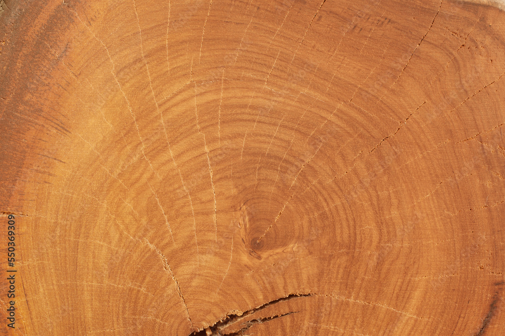 Wood texture seamless, Texture natural wooden, High resolution Stock ...