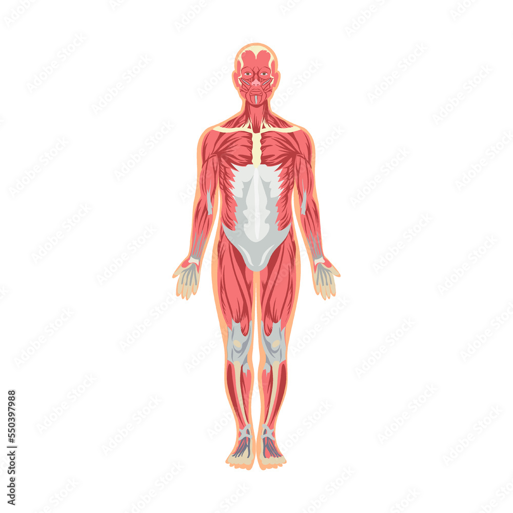 Muscles system in human body vector illustration. Cartoon man with ...