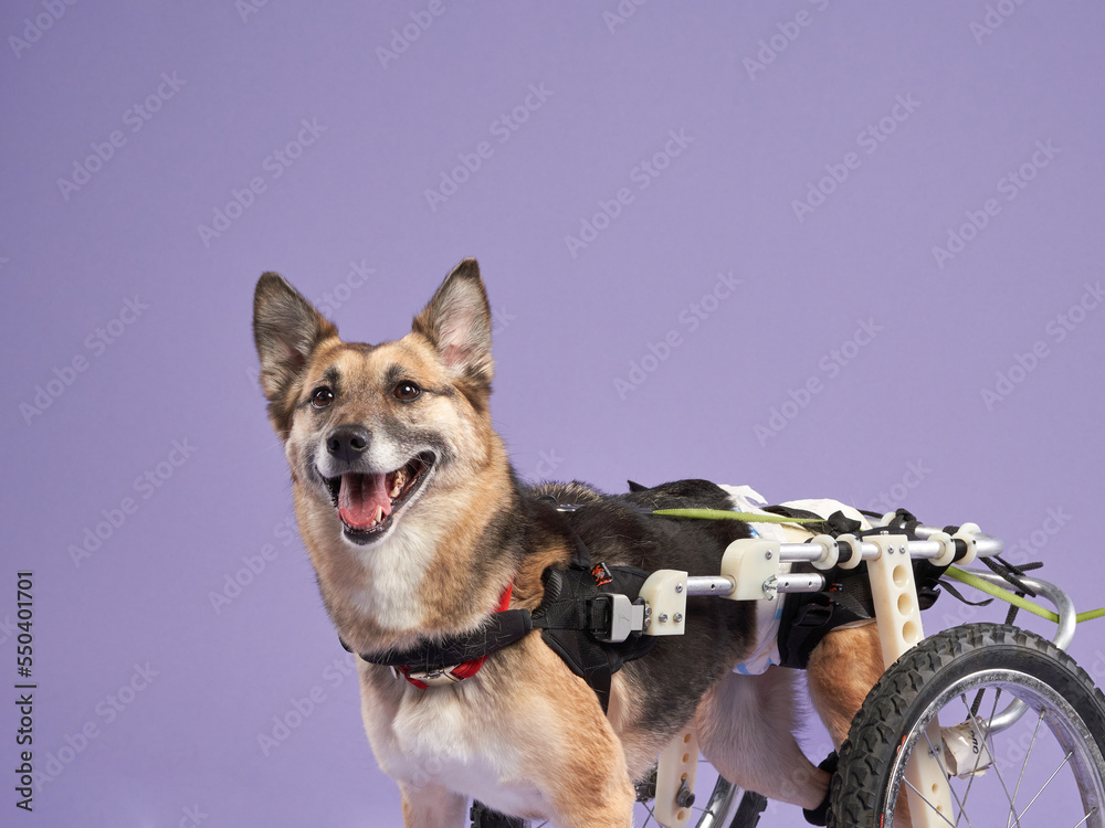disabled dog on a purple background. Mix of breeds in a wheelchair. Pet ...