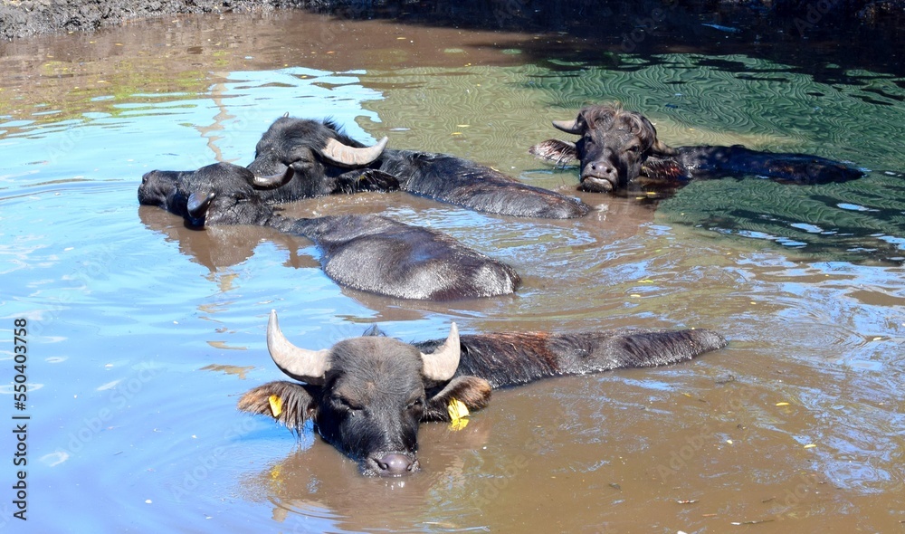 The water buffalo, also called the domestic water buffalo or Asian ...
