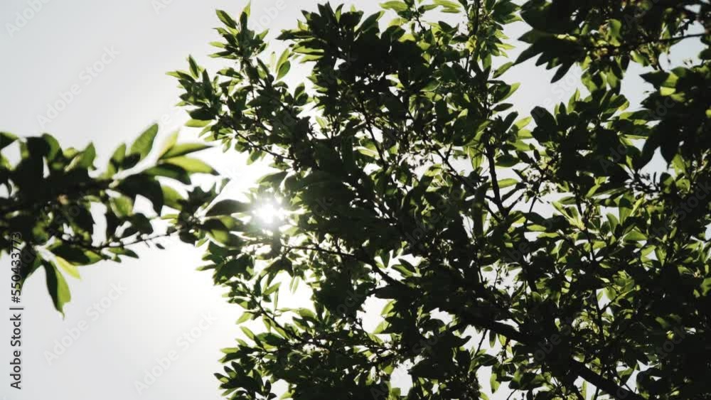 Looking up trees blowing in the wind with blue sky. Sun rays through ...