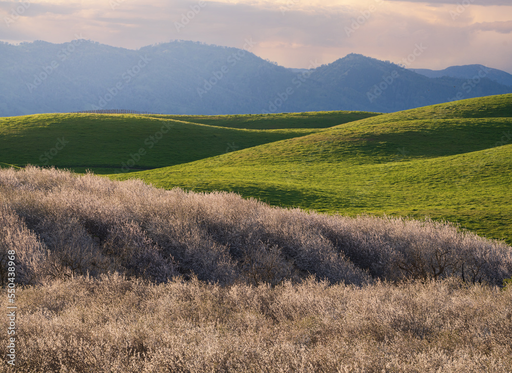 Almond orchards in full bloom, with green rolling hills, in California ...