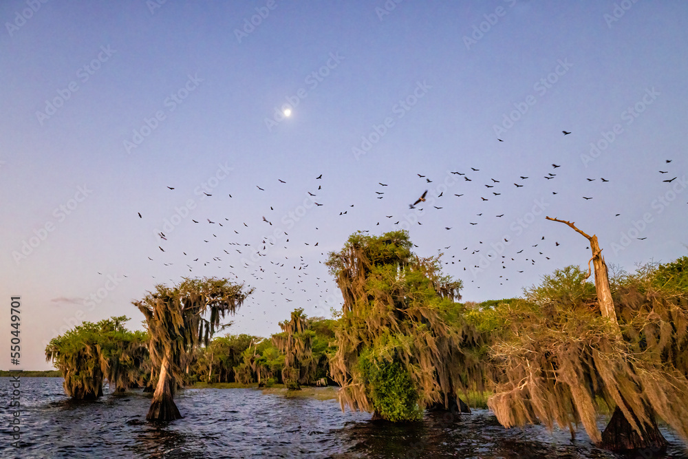 Vultures whirl beneath a gibbous moon over wind-blown Cypress trees at ...