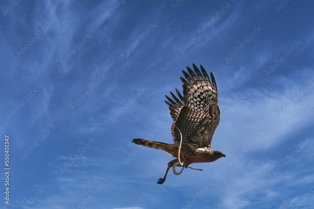 African marsh harrier, wetland harrier flying high in the blue sky with ...