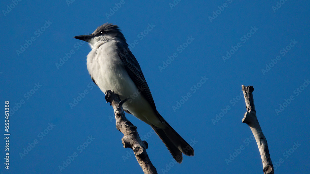 Pitirre Stock Photo | Adobe Stock