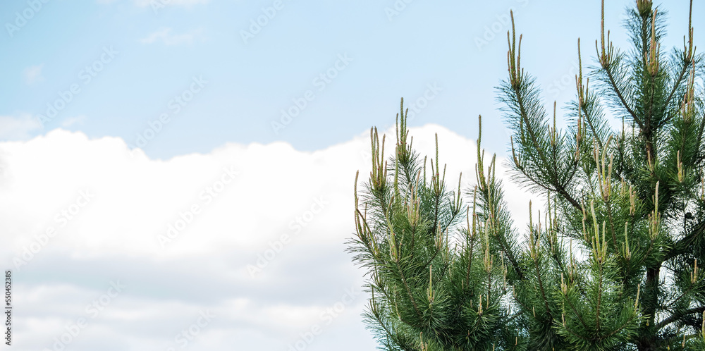 young green bump on branches of pine growing in forest. Male cones of a ...