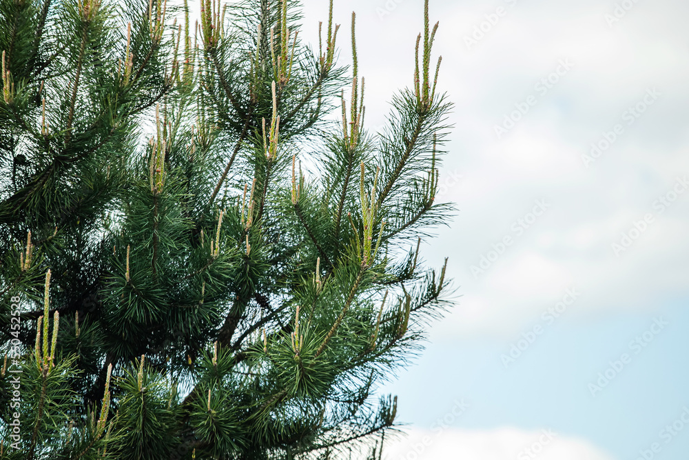 young green bump on branches of pine growing in forest. Male cones of a ...